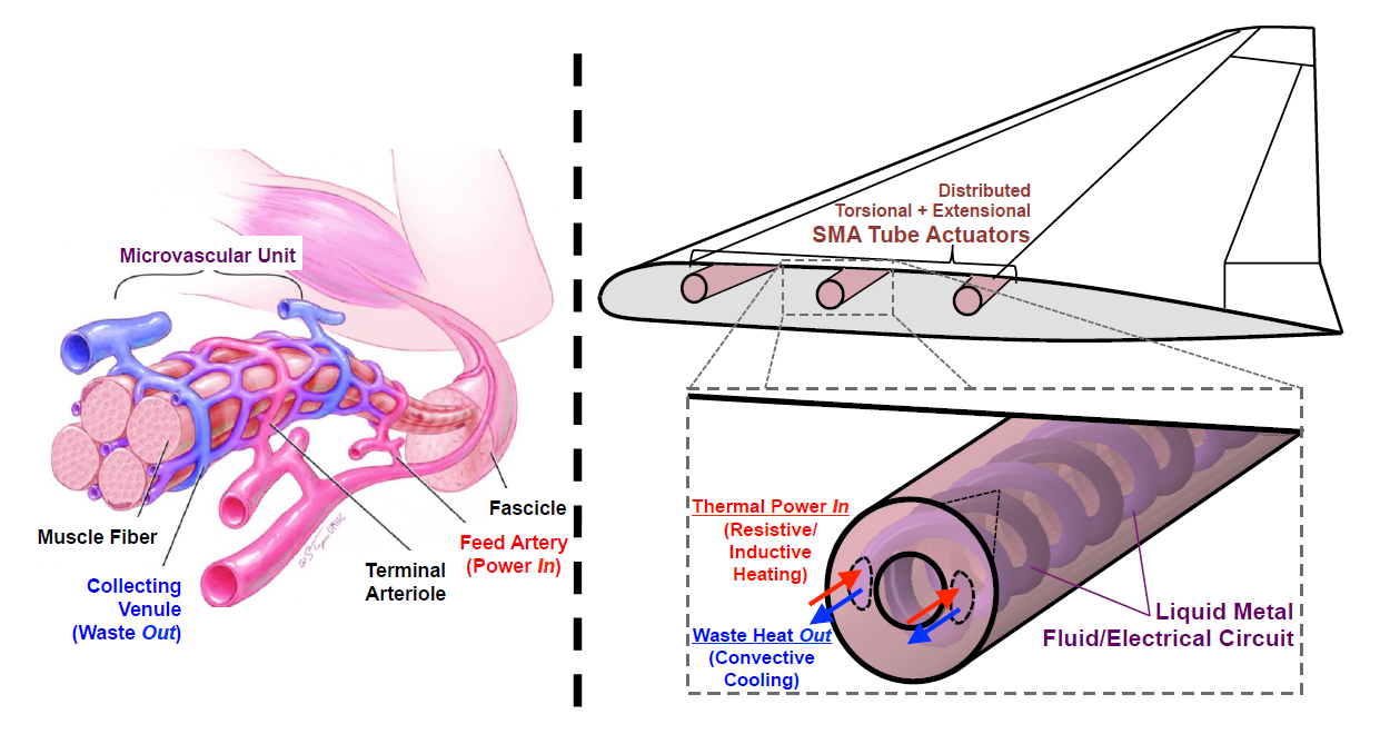 Avian Inspired Morphing Aircraft